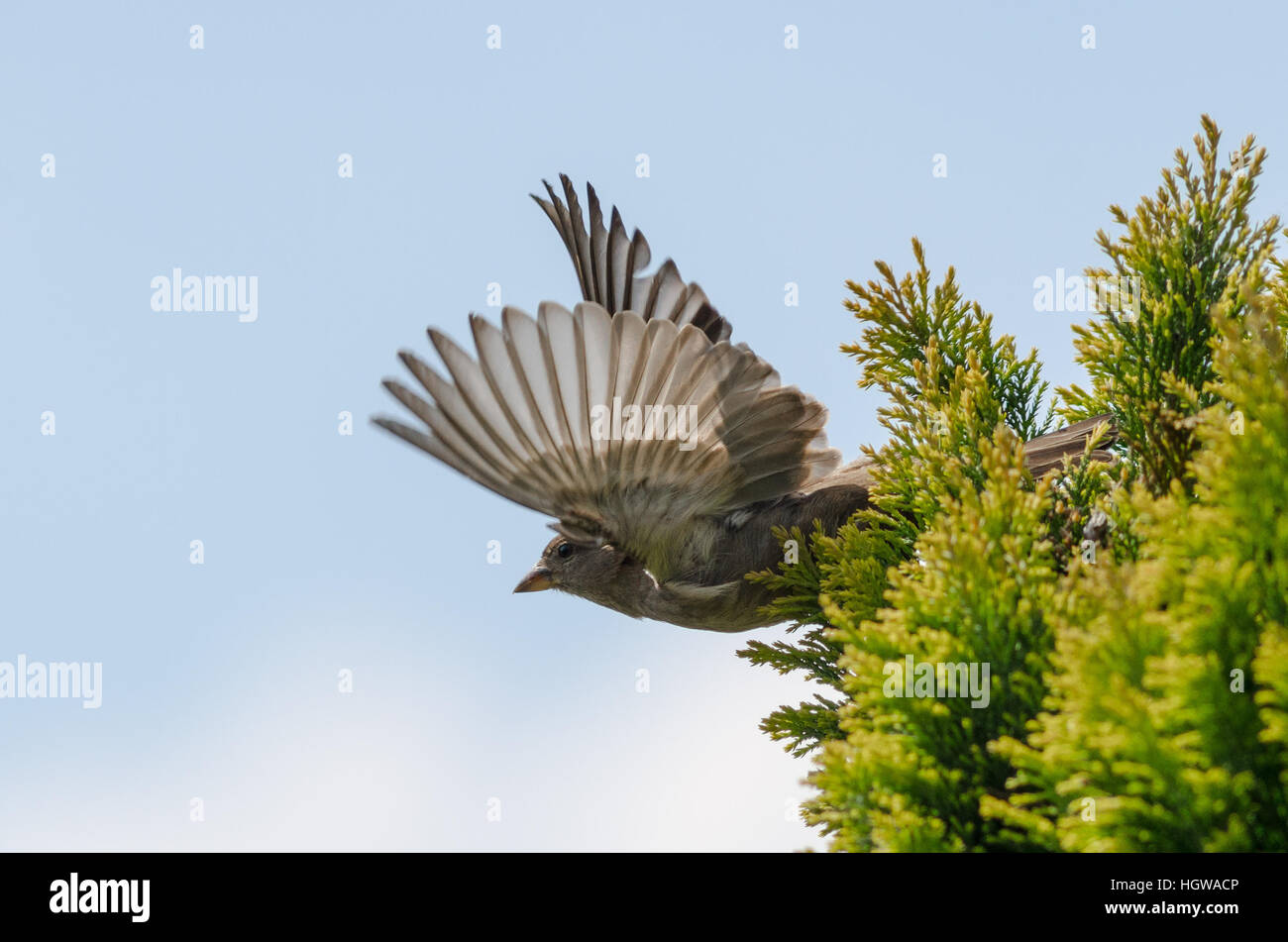 Female tree sparrow hi-res stock photography and images - Alamy