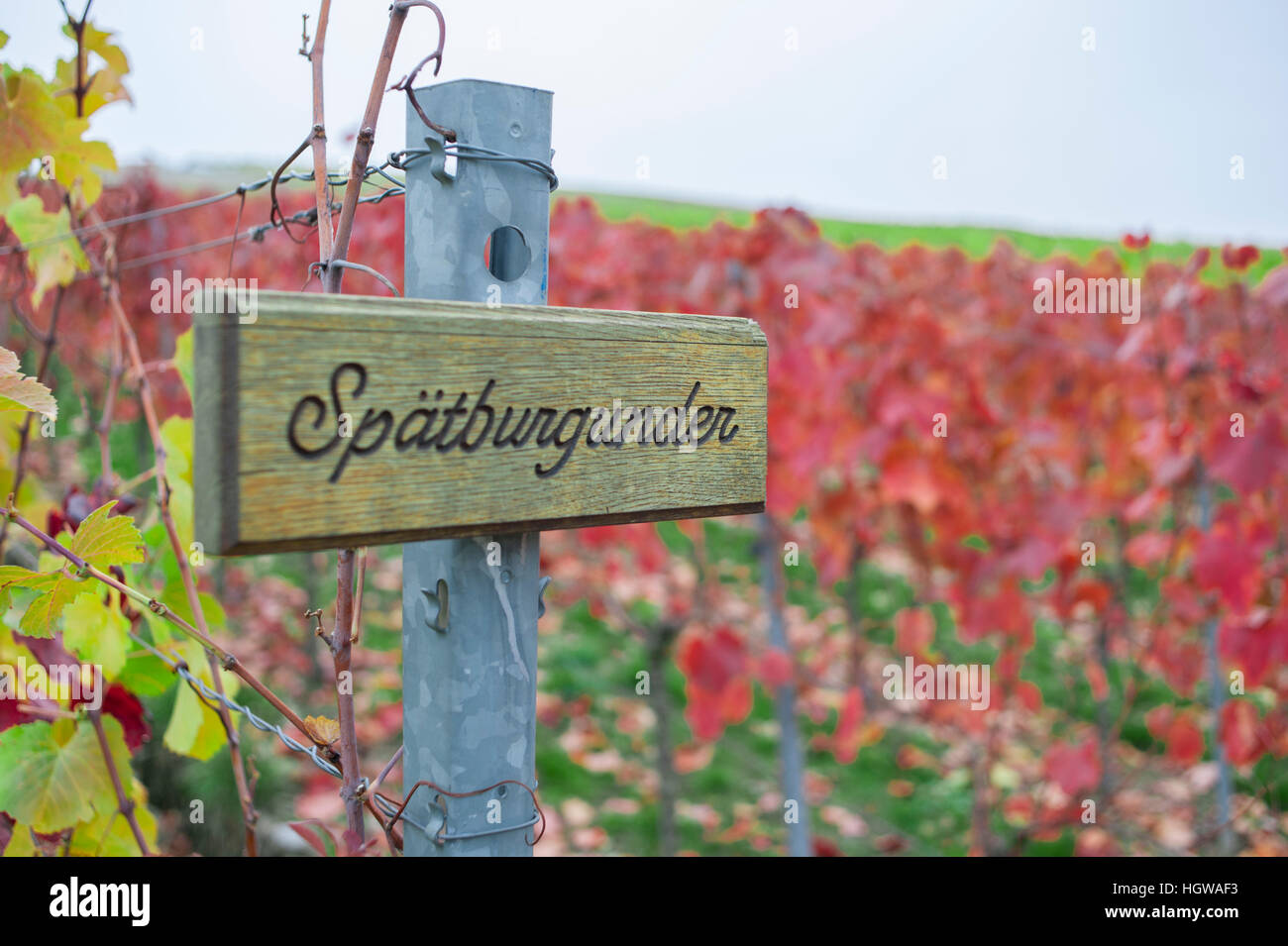 Pinot noir germany hi-res stock photography and images - Alamy