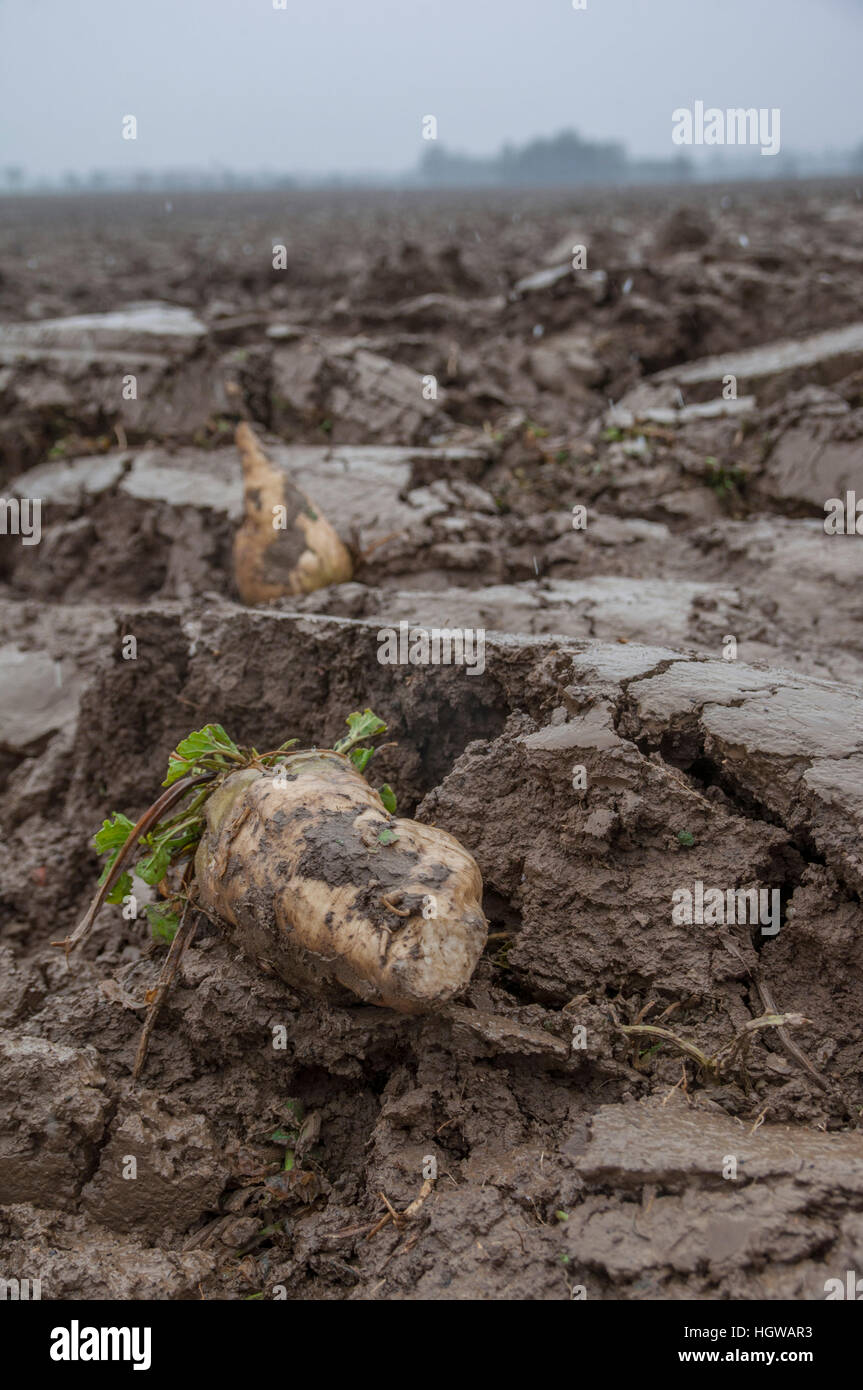 forage beet, Baden-Wuerttemberg, Germany Stock Photo - Alamy