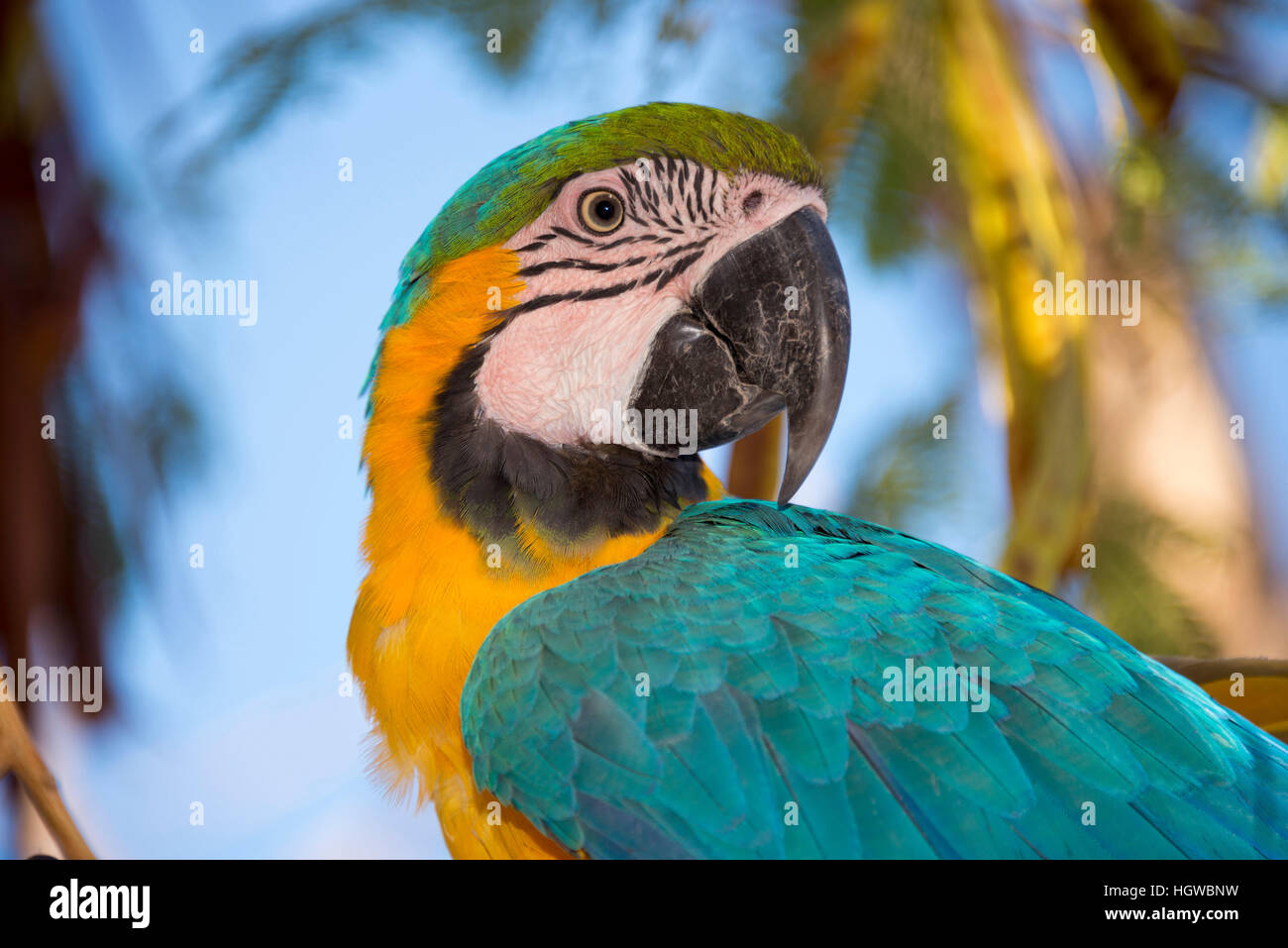 Ara ararauna hi-res stock photography and images - Alamy