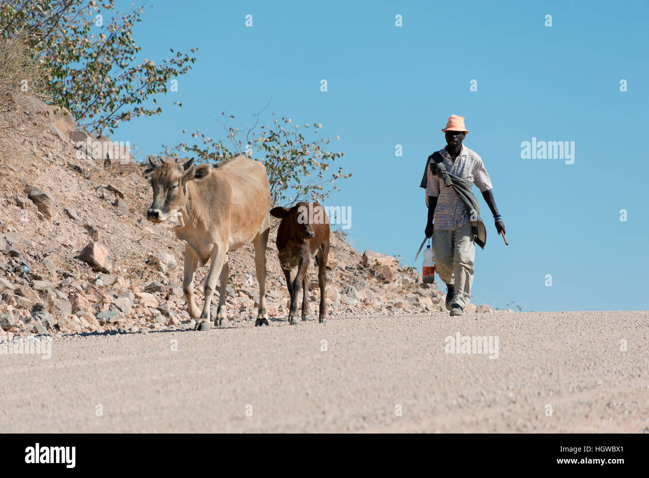 Man with cattle, C43, Namibia Stock Photo - Alamy