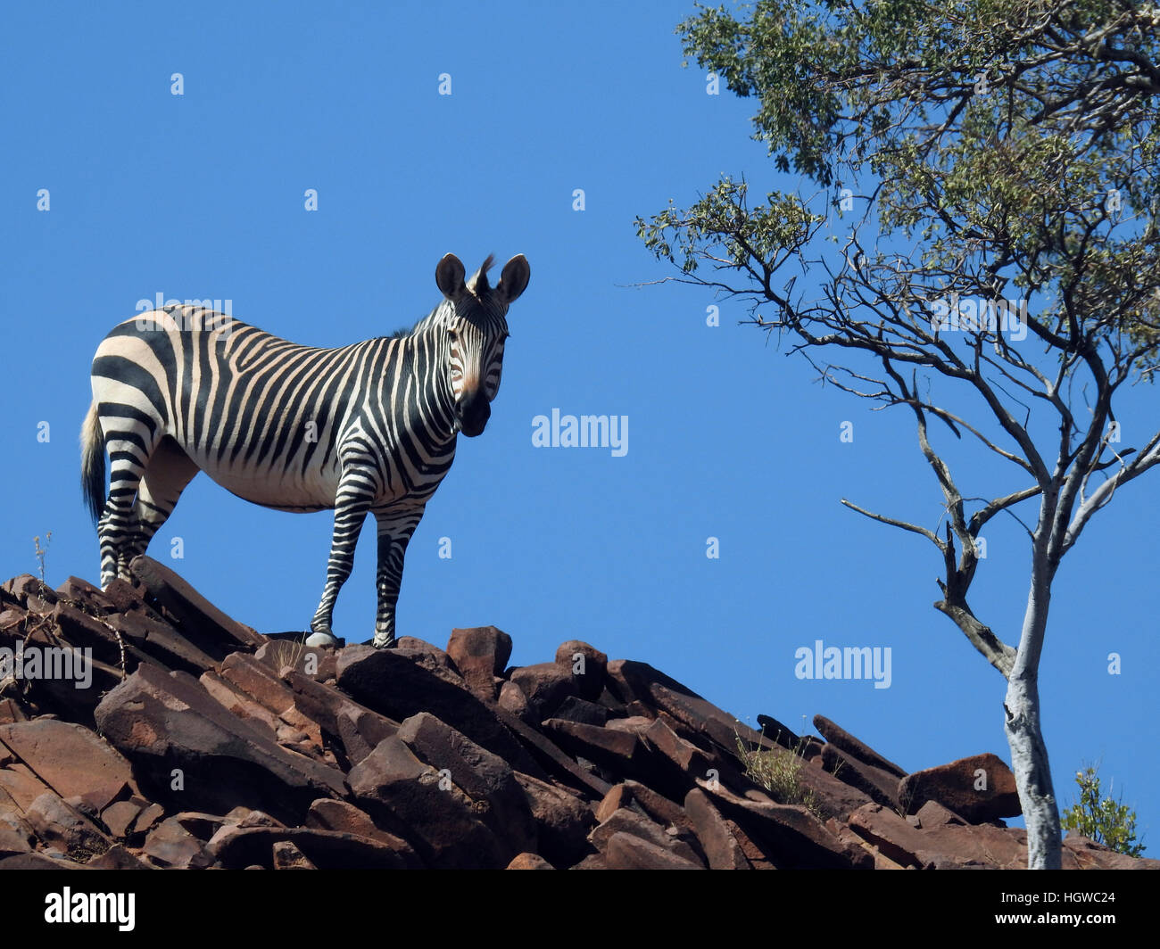Hartmann's Mountain Zebra, Damaraland, Namibia, (Equus zebra hartmannae ...