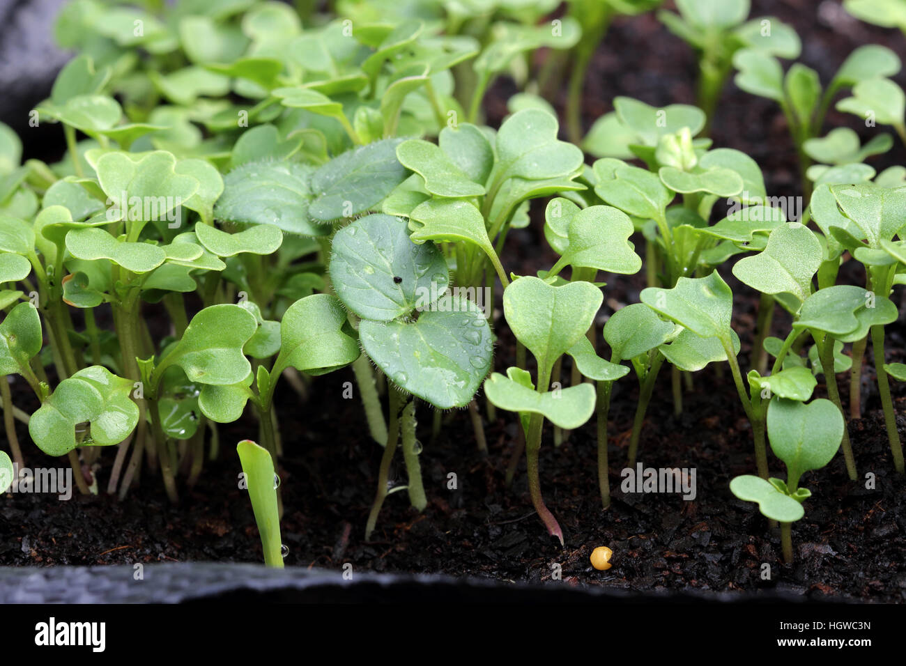 Choy sum hi-res stock photography and images - Alamy