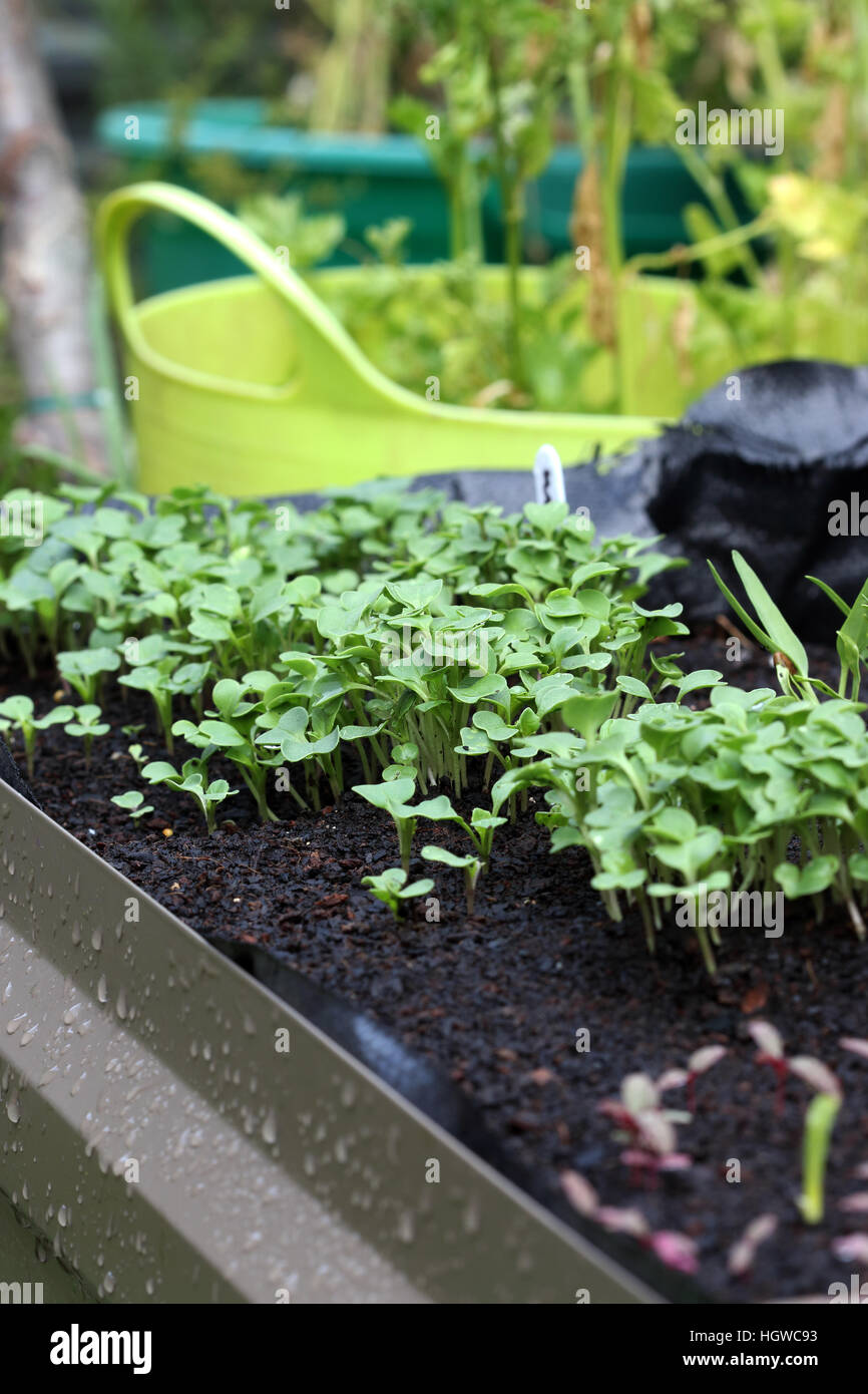 Choi sum seedlings hi-res stock photography and images - Alamy