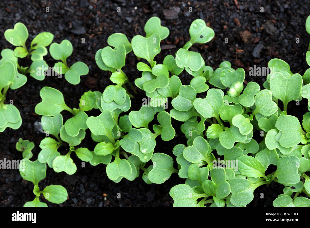Close up of Choy Sum seedlings sprouting on garden bed Stock Photo - Alamy