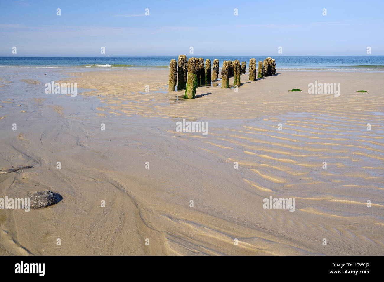 Algenbewachsene Buhnen am Abend bei Ebbe, Strand von Rantum, Sylt ...