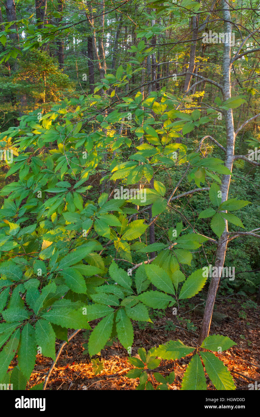 American Chestnut in the forest at the O.W. Stewart Preserve in ...