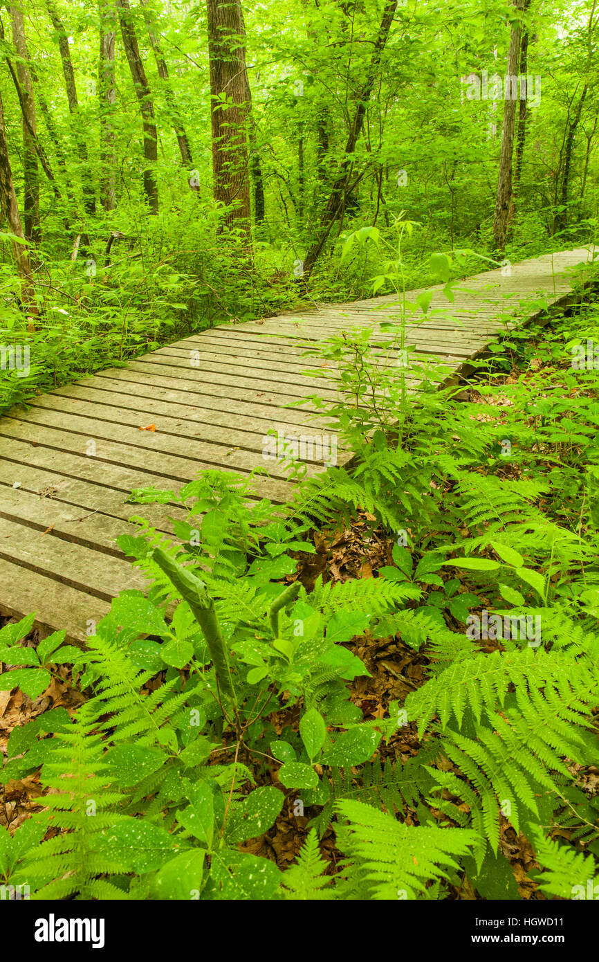 Ferns and a wooden boardwalk at a Massachusetts Audubon preserve in ...