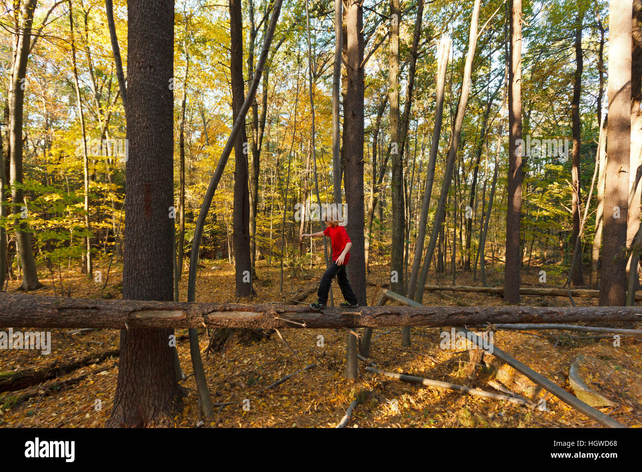 A nine year old boy walk on a downed tree in the forest at Elmwood Farm ...