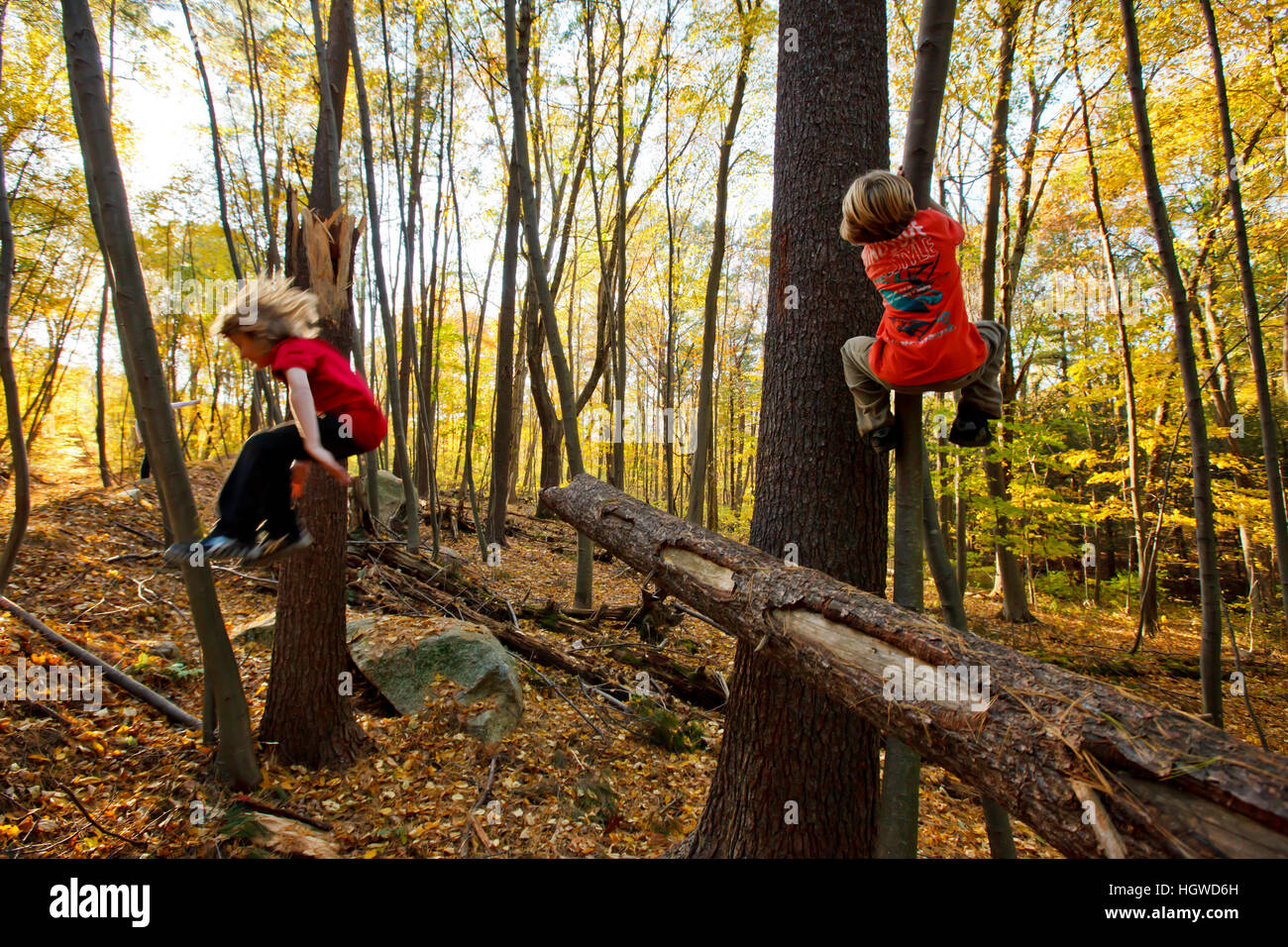 Two nine year old boys play on a downed tree in the forest at Elmwood ...