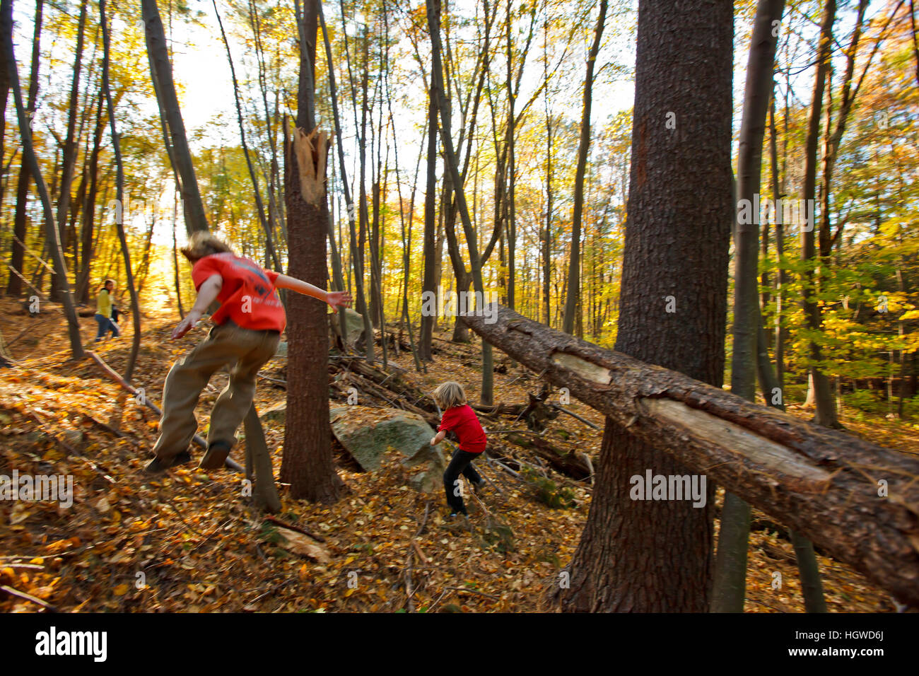 Two nine year old boys play on a downed tree in the forest at Elmwood ...