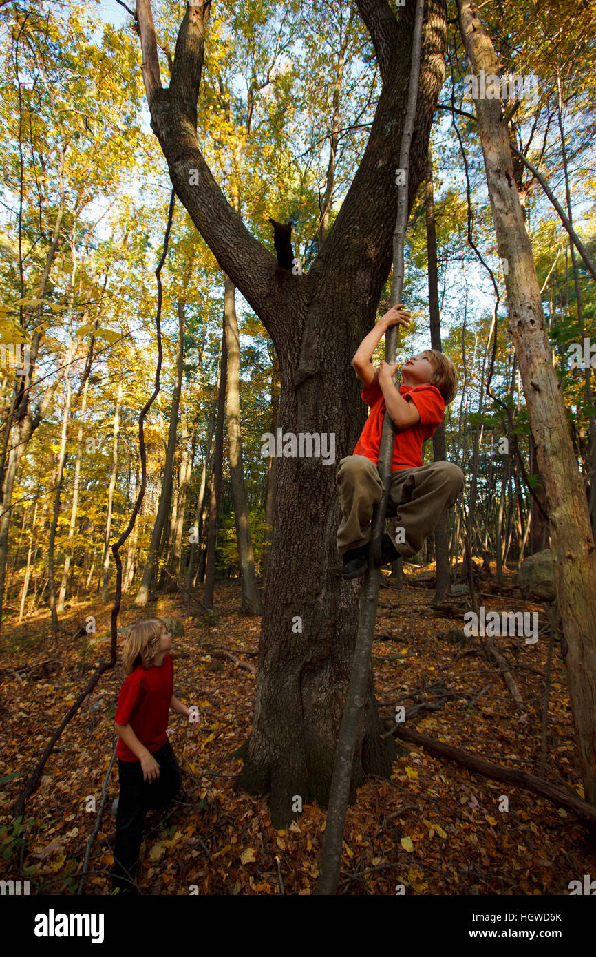 A nine year old boy climbs a tree in the forest at Elmwood Farm in ...