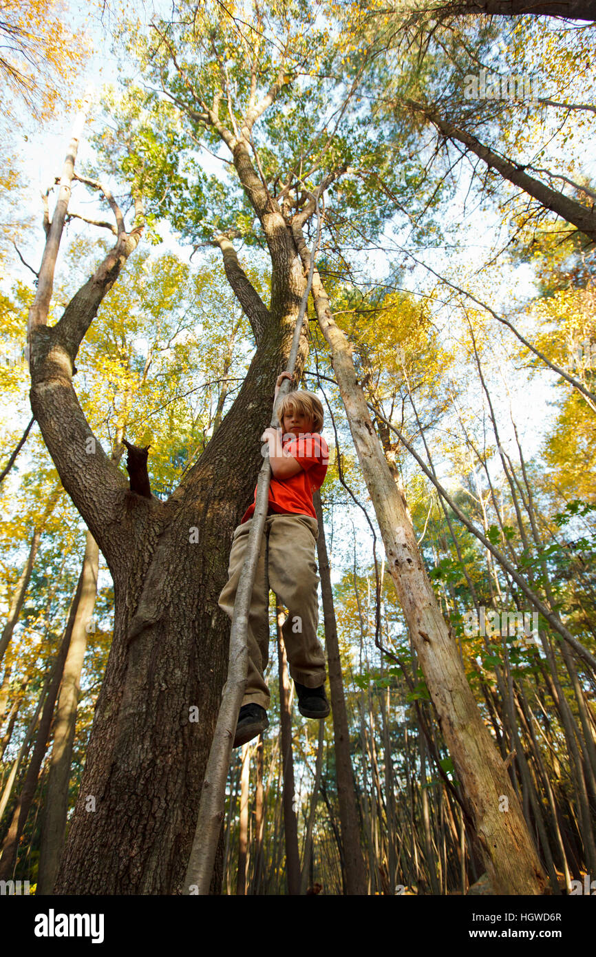A nine year old boy climbs a tree in the forest at Elmwood Farm in ...