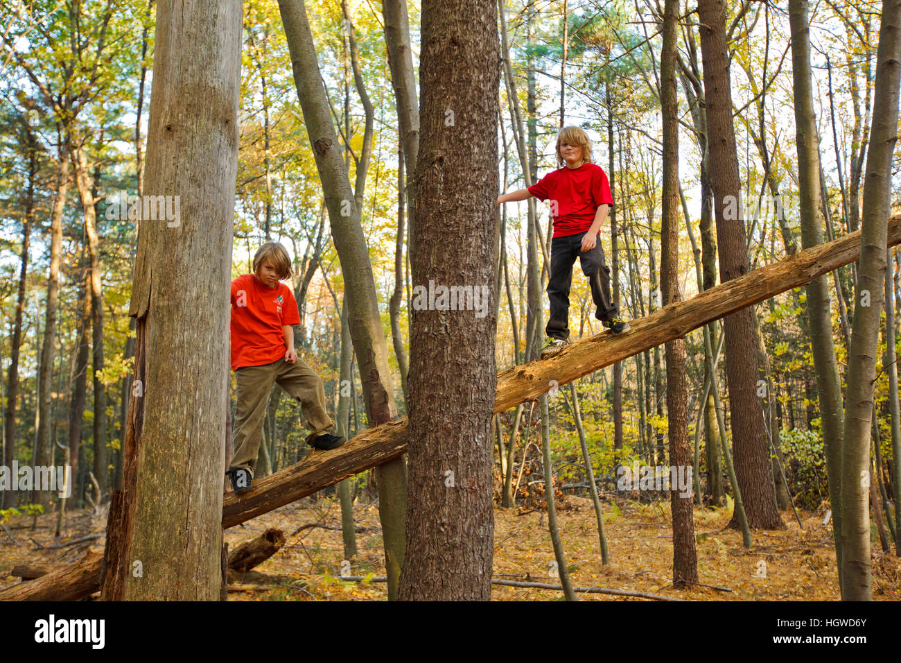 Two nine year old boys play on a downed tree in the forest at Elmwood ...