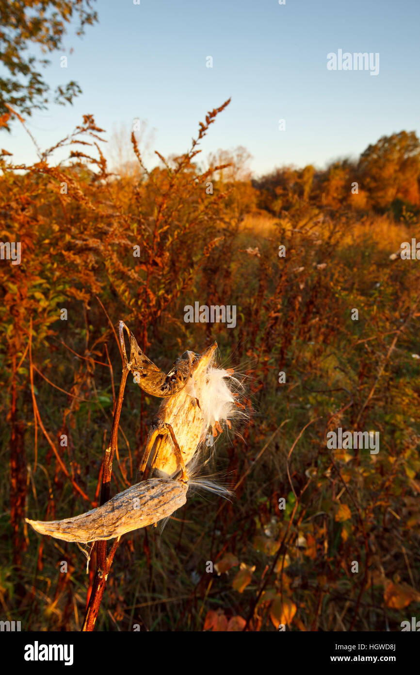 Milkweed pod at Elmwood Farm in Hopkinton, Massachusetts Stock Photo ...
