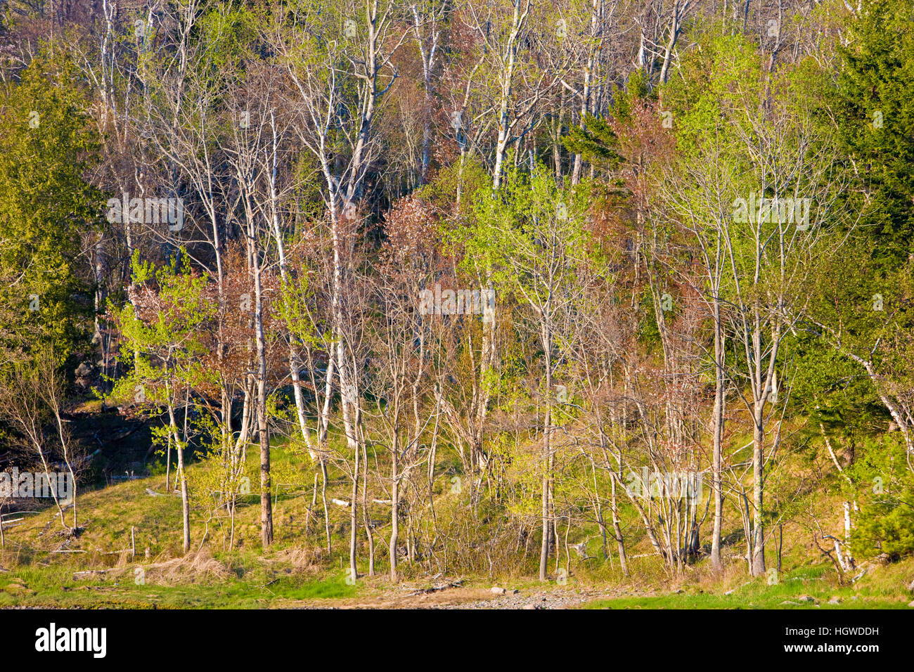 Deciduous trees budding in spring in Maine's Acadia National Park Stock ...