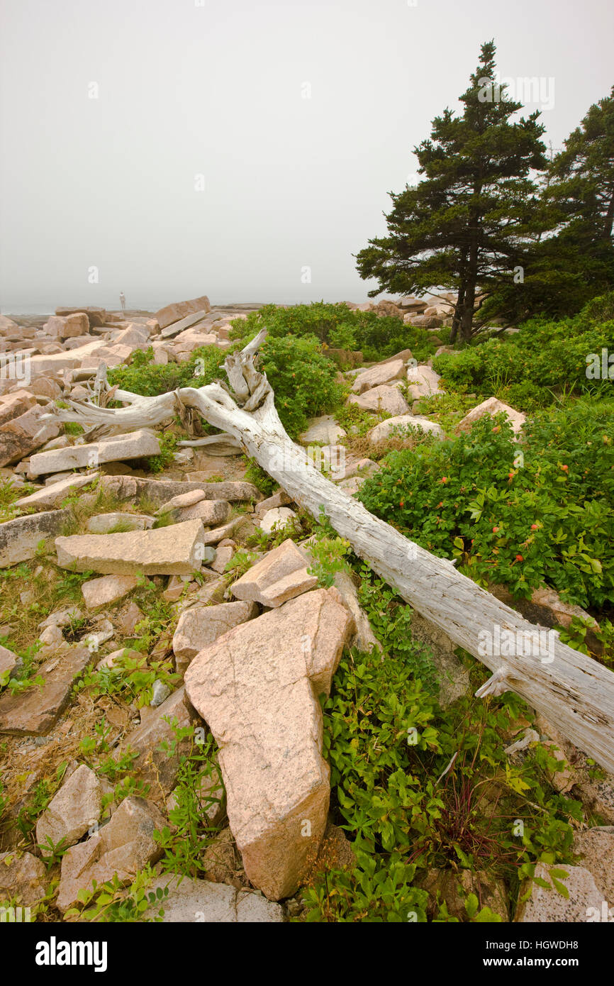 Fallen log on the rocks at the beach at Wonderland in Maine's Acadia ...