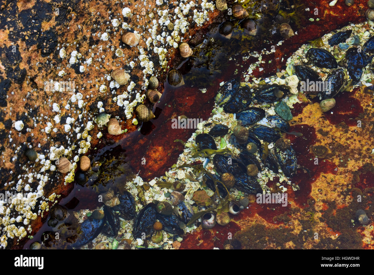 Barnicles, periwinkles, lichen, seaweed, and blue mussels in a tide ...