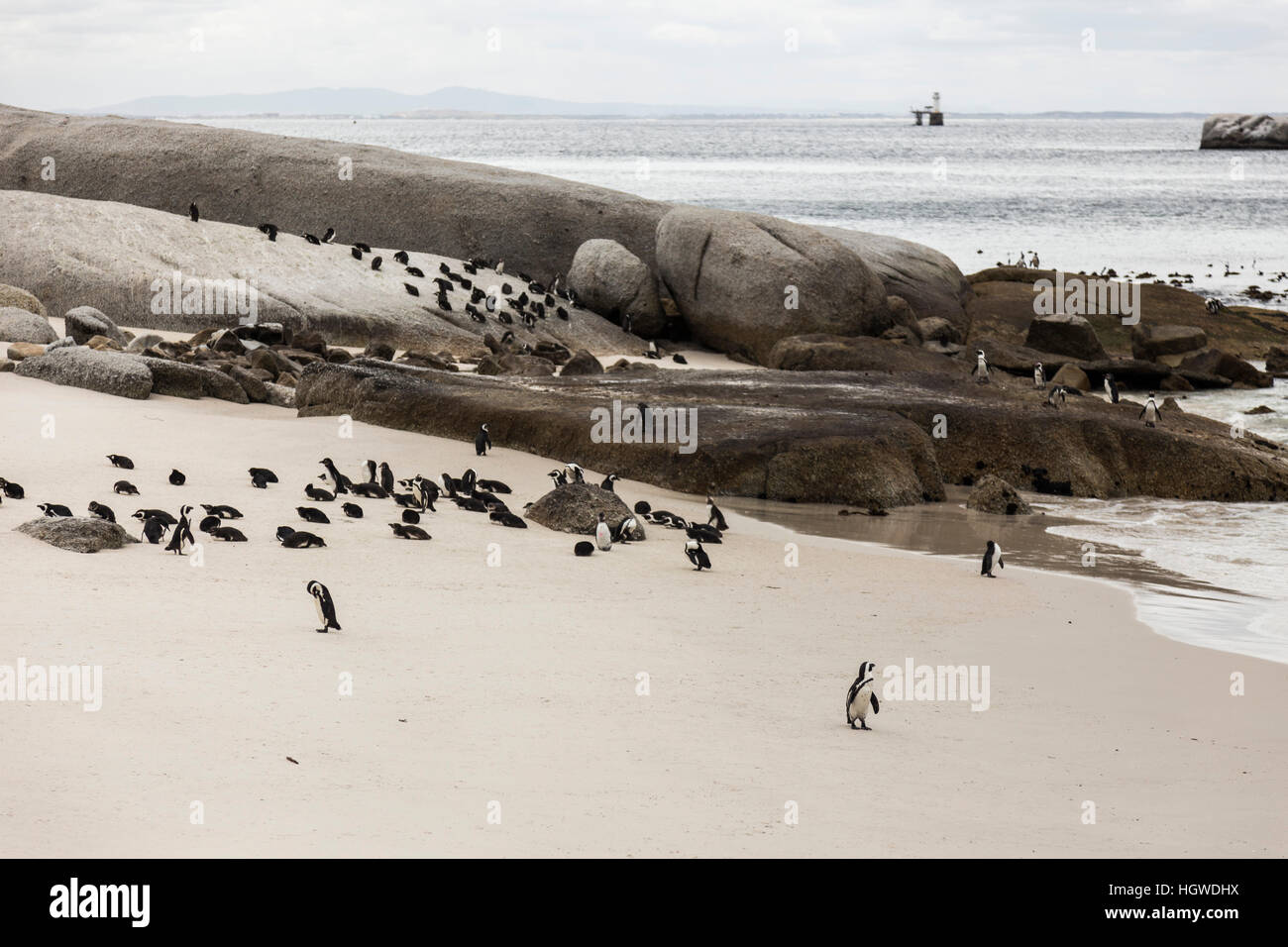 Blue penguins hi-res stock photography and images - Alamy