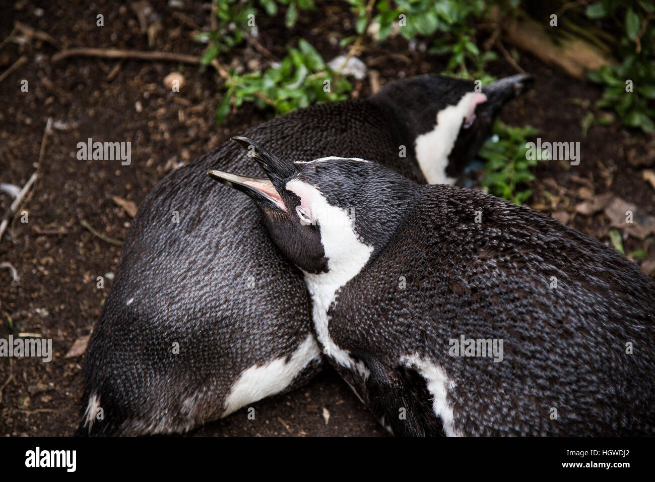 Penguins sleeping on top of one another Stock Photo - Alamy