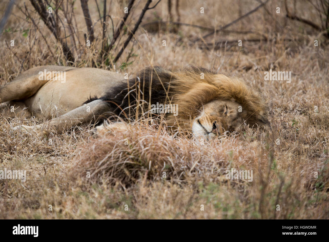 sleepy lion lying in the bushes. South Africa Stock Photo - Alamy