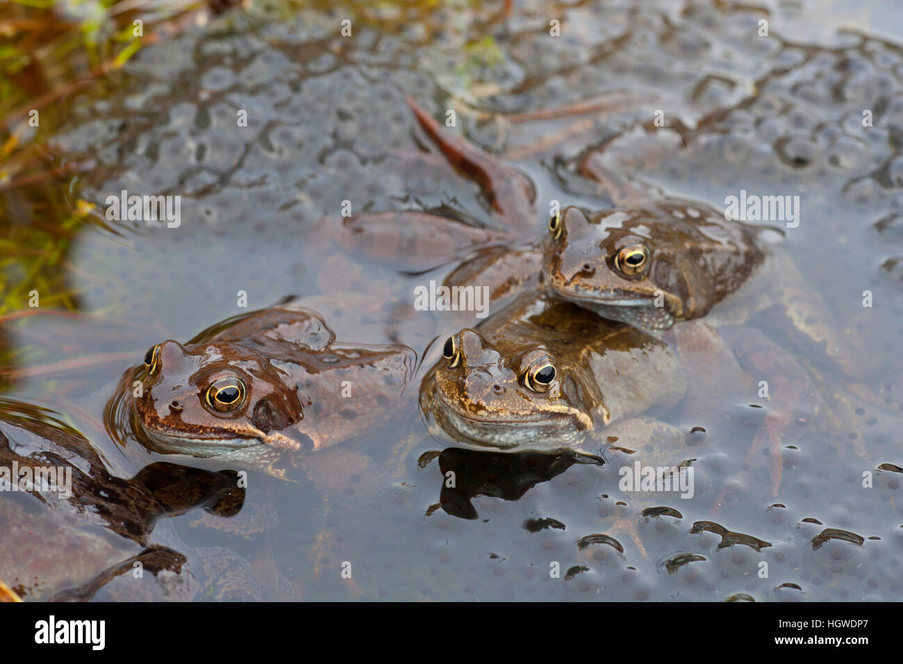 Common Frogs Rana temporaria in garden pond for mating ritual March ...