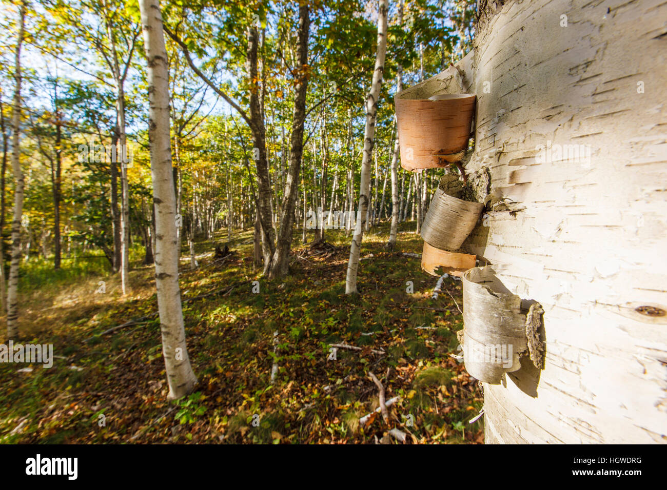 Paper birch trees in Maine's Acadia National Park. Fall Stock Photo - Alamy