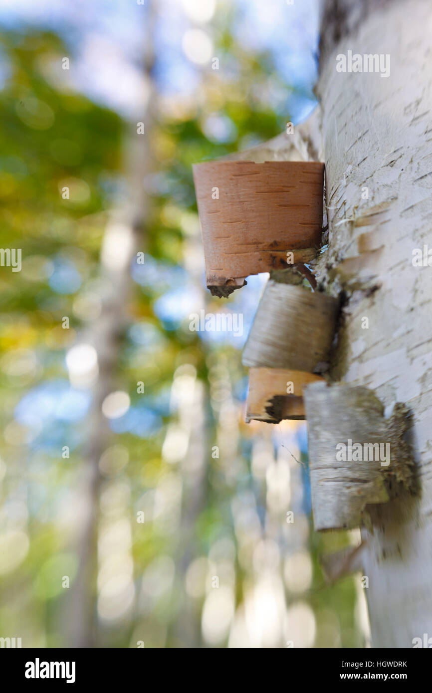 Paper birch trees in Maine's Acadia National Park. Fall Stock Photo - Alamy