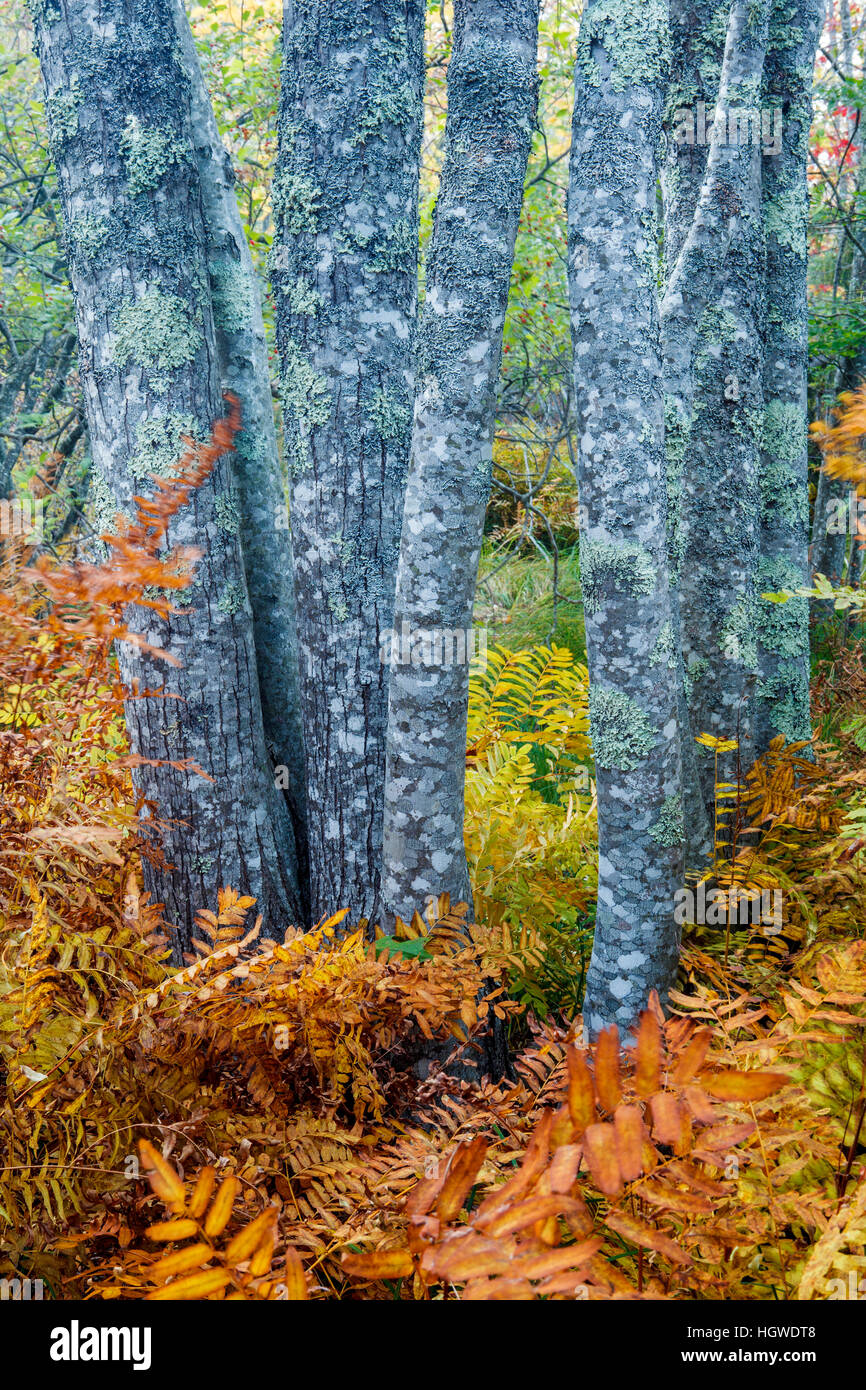 Ferns and tree trunks in the Wild Gardens of Acadia in Maine's Acadia ...