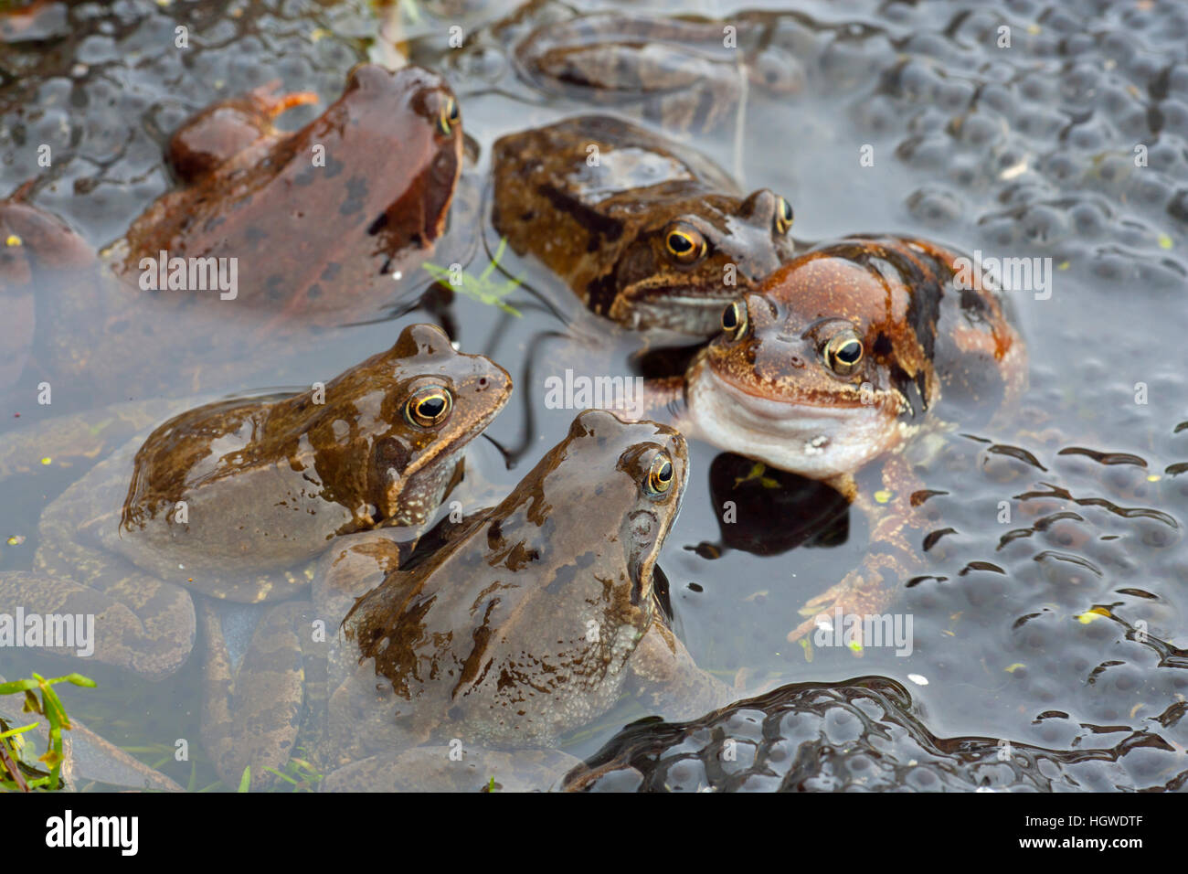 Common Frogs Rana temporaria in garden pond for mating ritual March ...