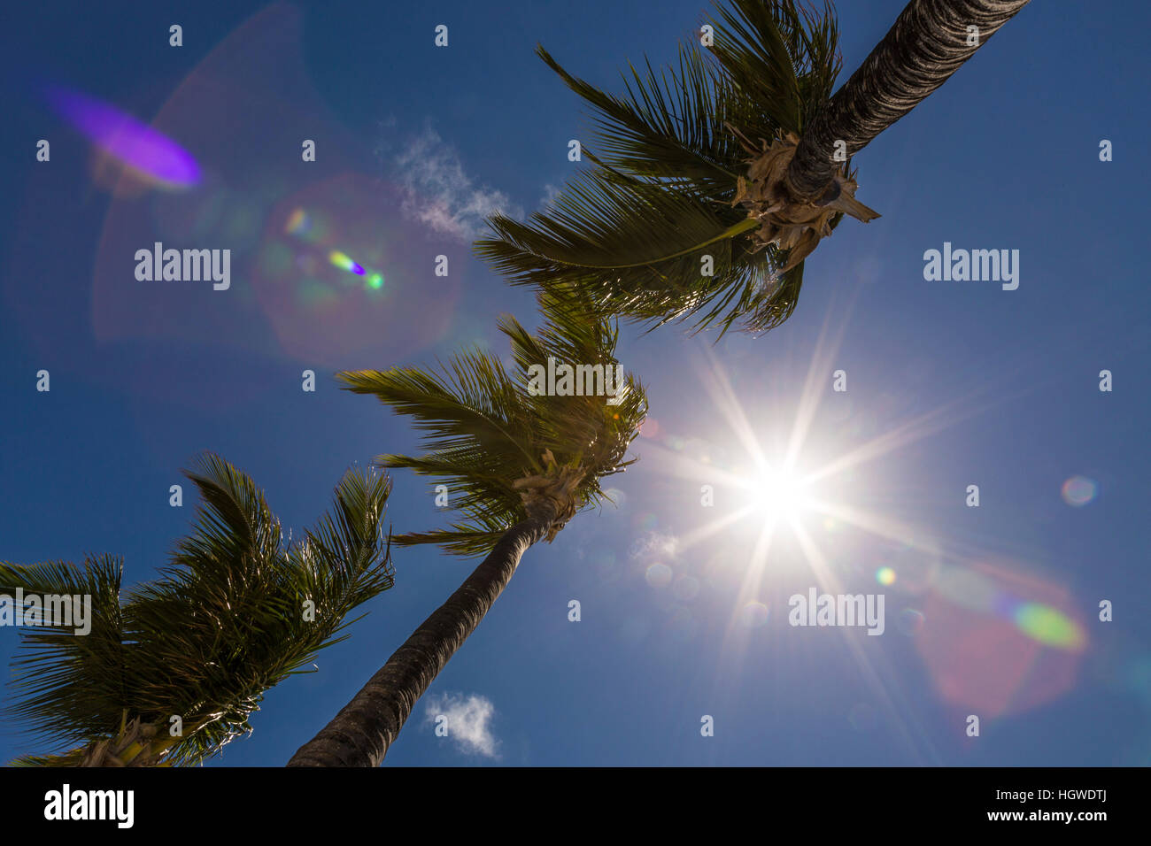 coconut trees under a Star-shaped sun Stock Photo - Alamy