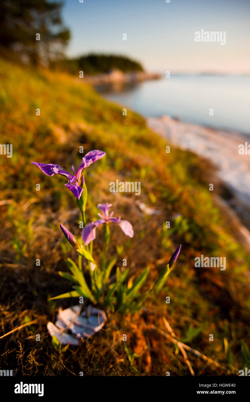 A blue flag iris on the coast of Maine's Great Wass Island near ...