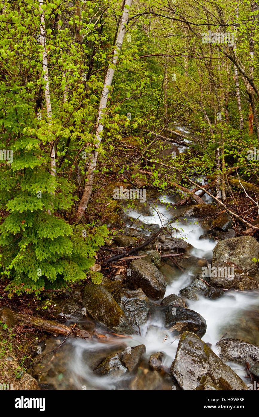 Paper birches and stream in spring. Stratton, Maine. Tributary to the ...