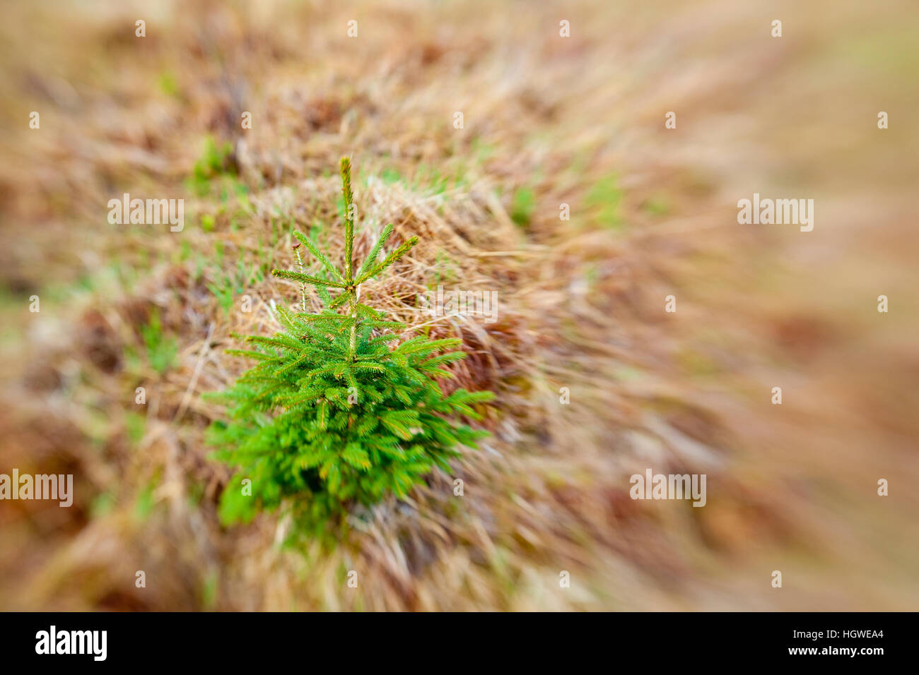 A spruce tree sapling on the edge of Caribou Pond in Crocker Cirque at ...