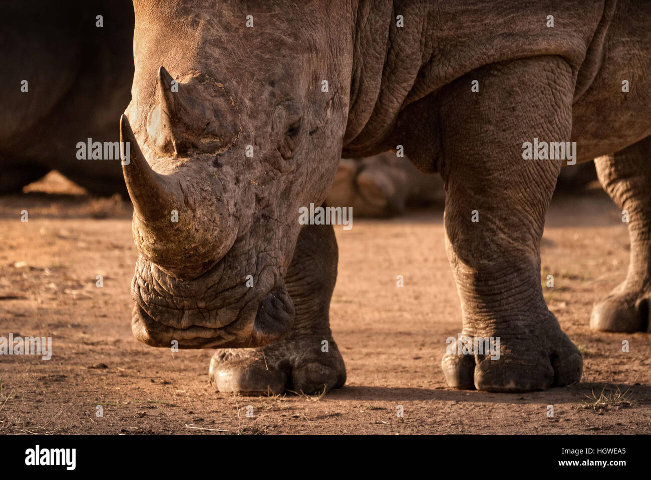 Aggressive looking horned male white rhino close-up with head close to ...