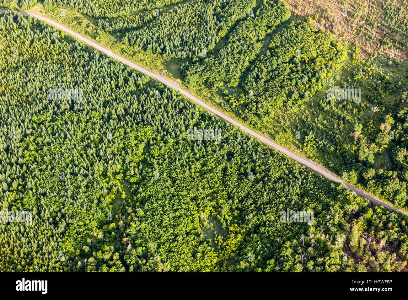 A logging road in industrial timberland in Maine's Northern Forest ...