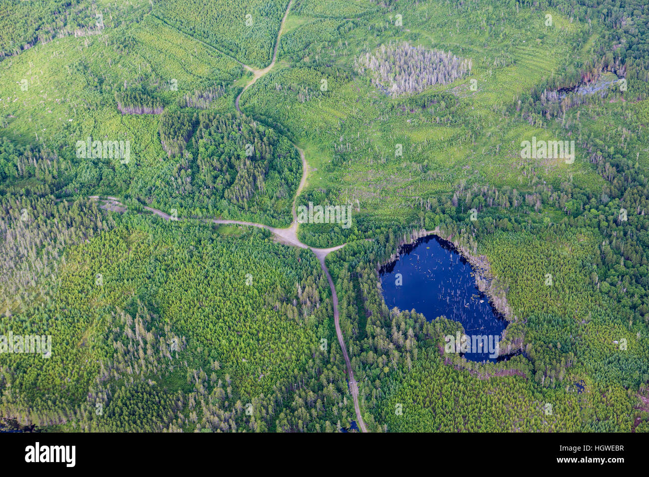 Logging roads and a small pond in the Cold Stream watershed in ...