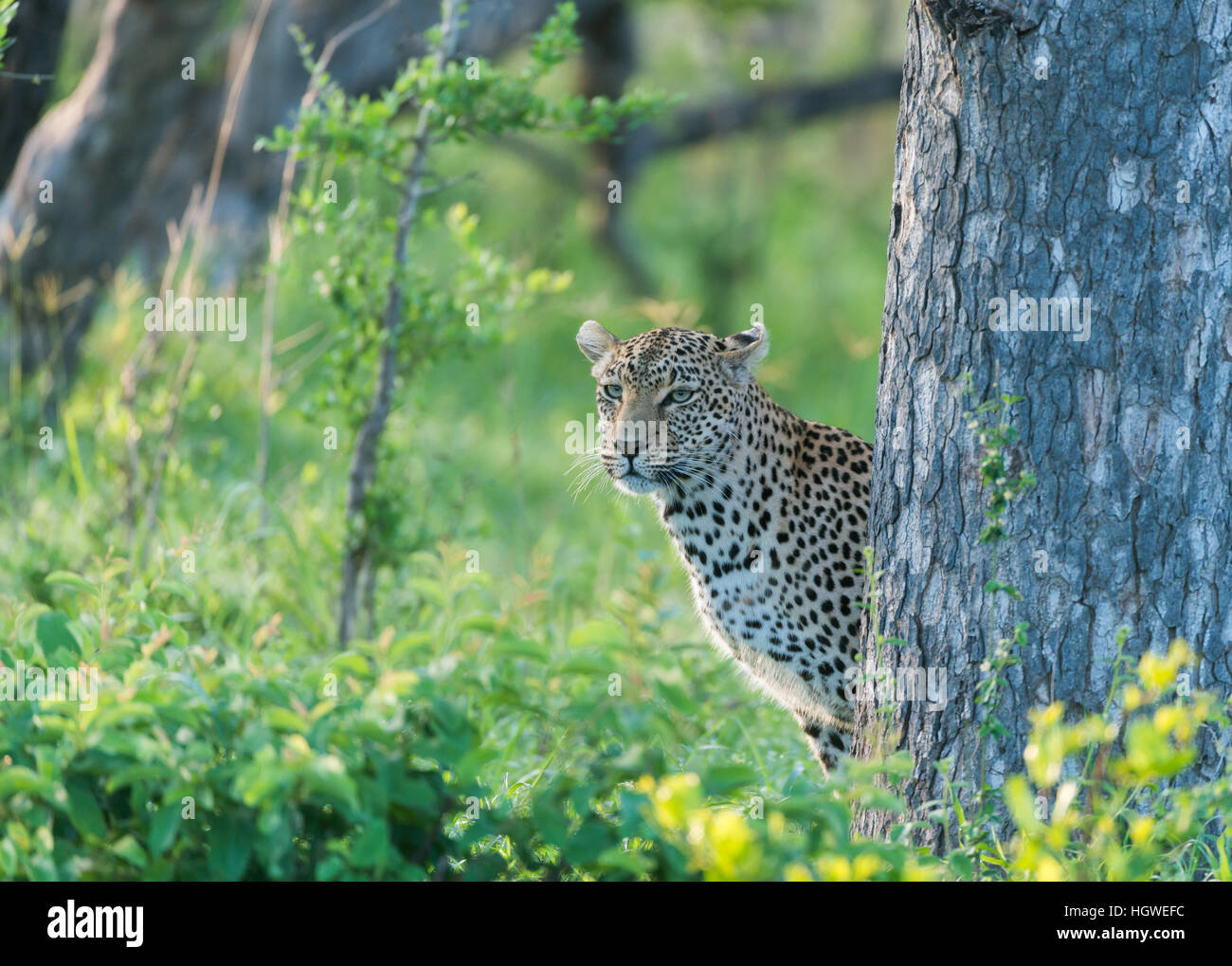 Leopard looking from behind tree Stock Photo - Alamy
