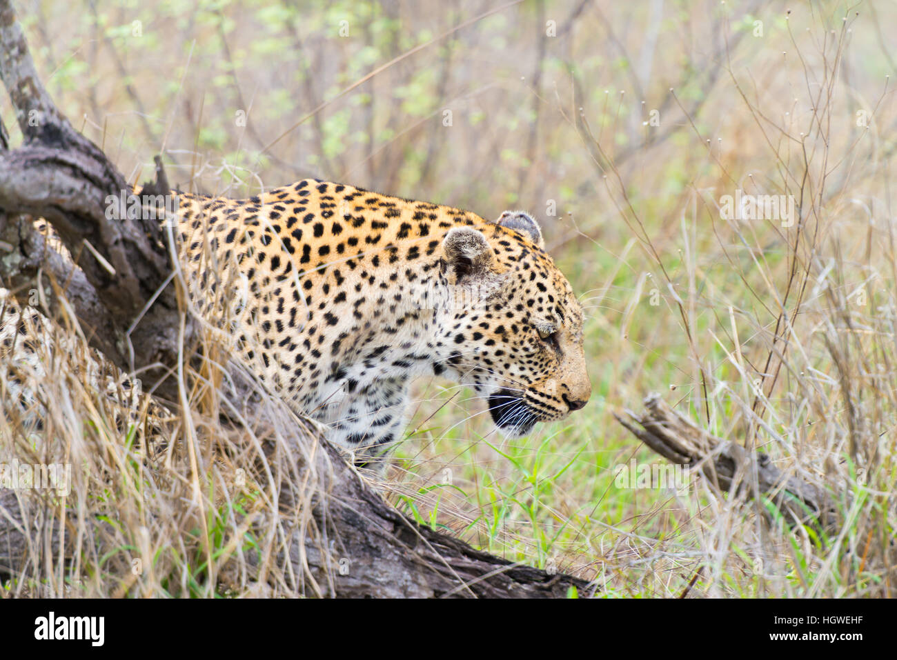 Leopard looking from behind fallen tree Stock Photo - Alamy