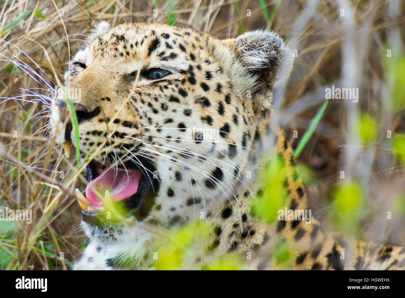 Portrait of Leopard yawning Stock Photo - Alamy