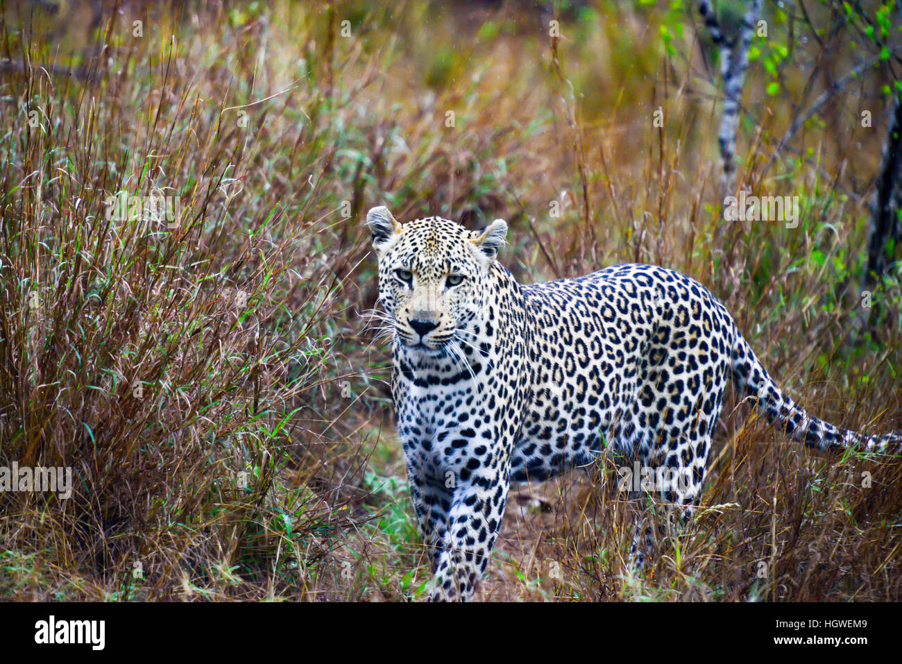 Leopard standing in heavy bush Stock Photo - Alamy