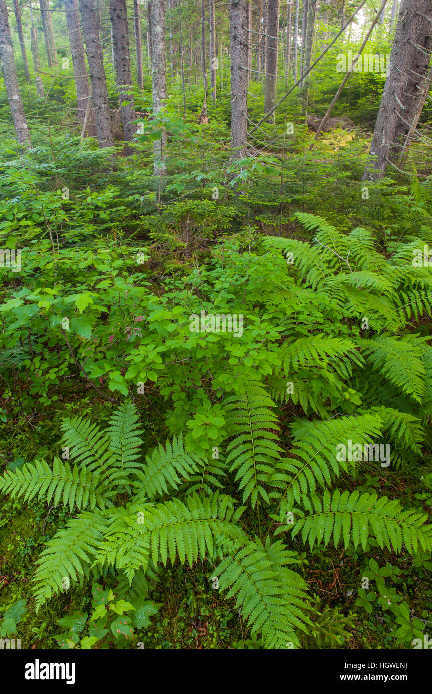 The spruce-fir forest near Little Berry Pond in Maine's Northern Forest ...