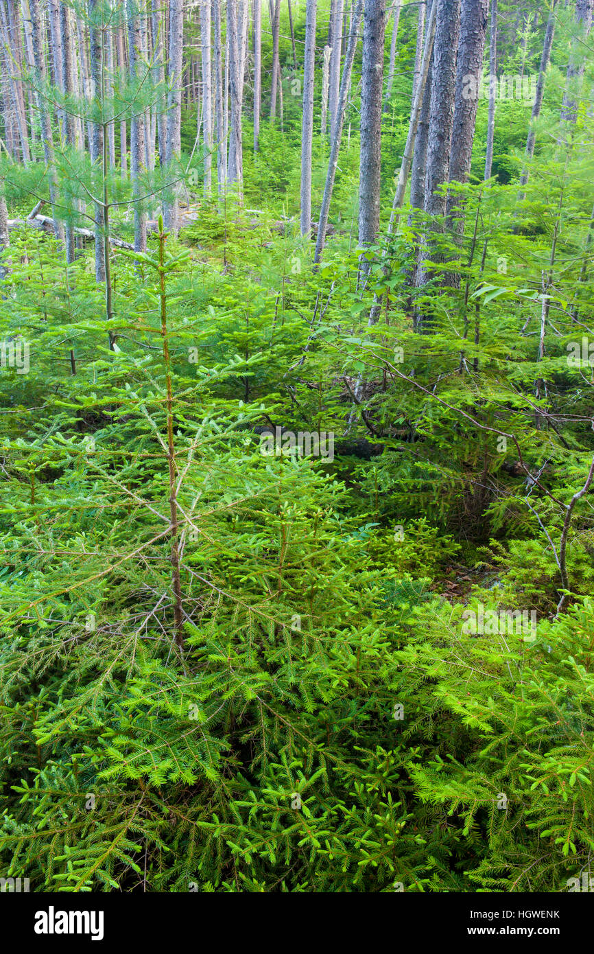 The spruce-fir forest near Little Berry Pond in Maine's Northern Forest ...