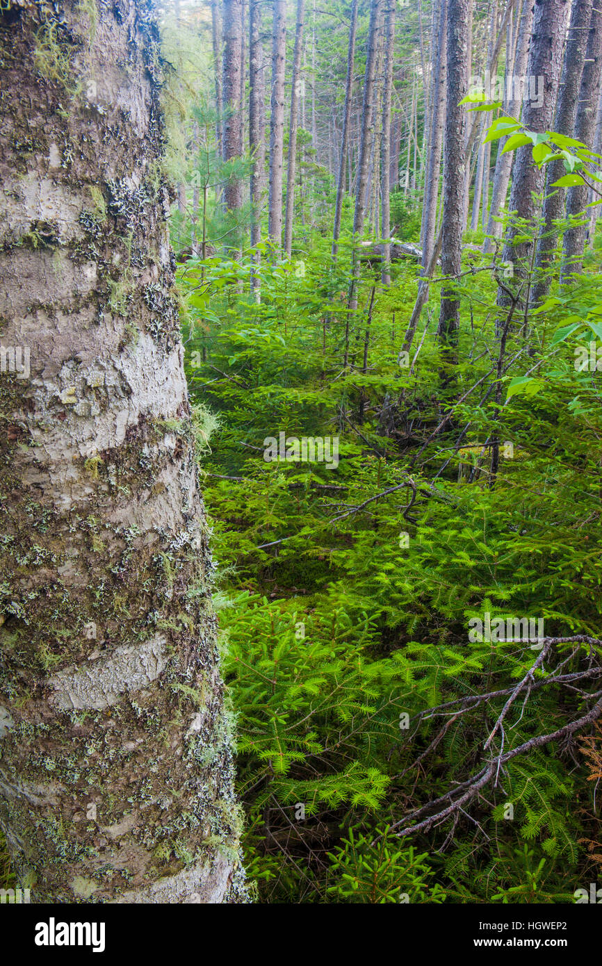 The spruce-fir forest near Little Berry Pond in Maine's Northern Forest ...