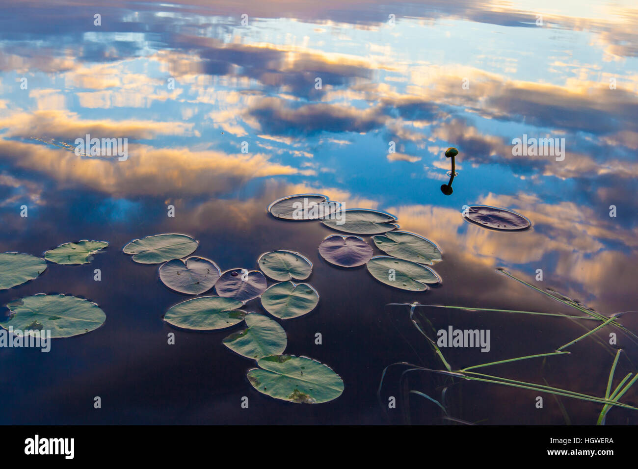 Water lilies and cloud reflections on Lang Pond in Maine's Northern ...