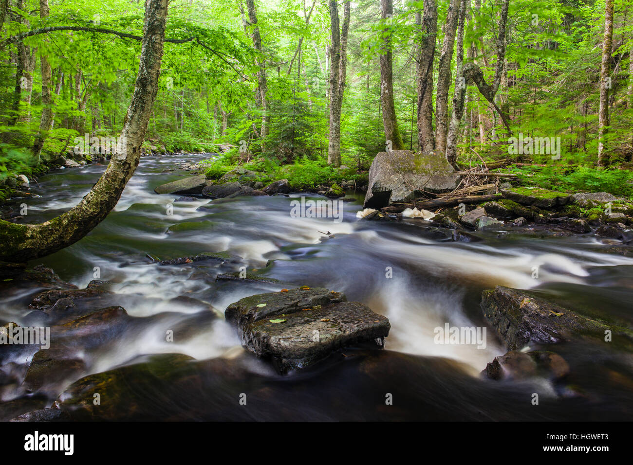 Cold Stream in Maine's Northern Forest. Cold Stream Gorge. Johnson ...
