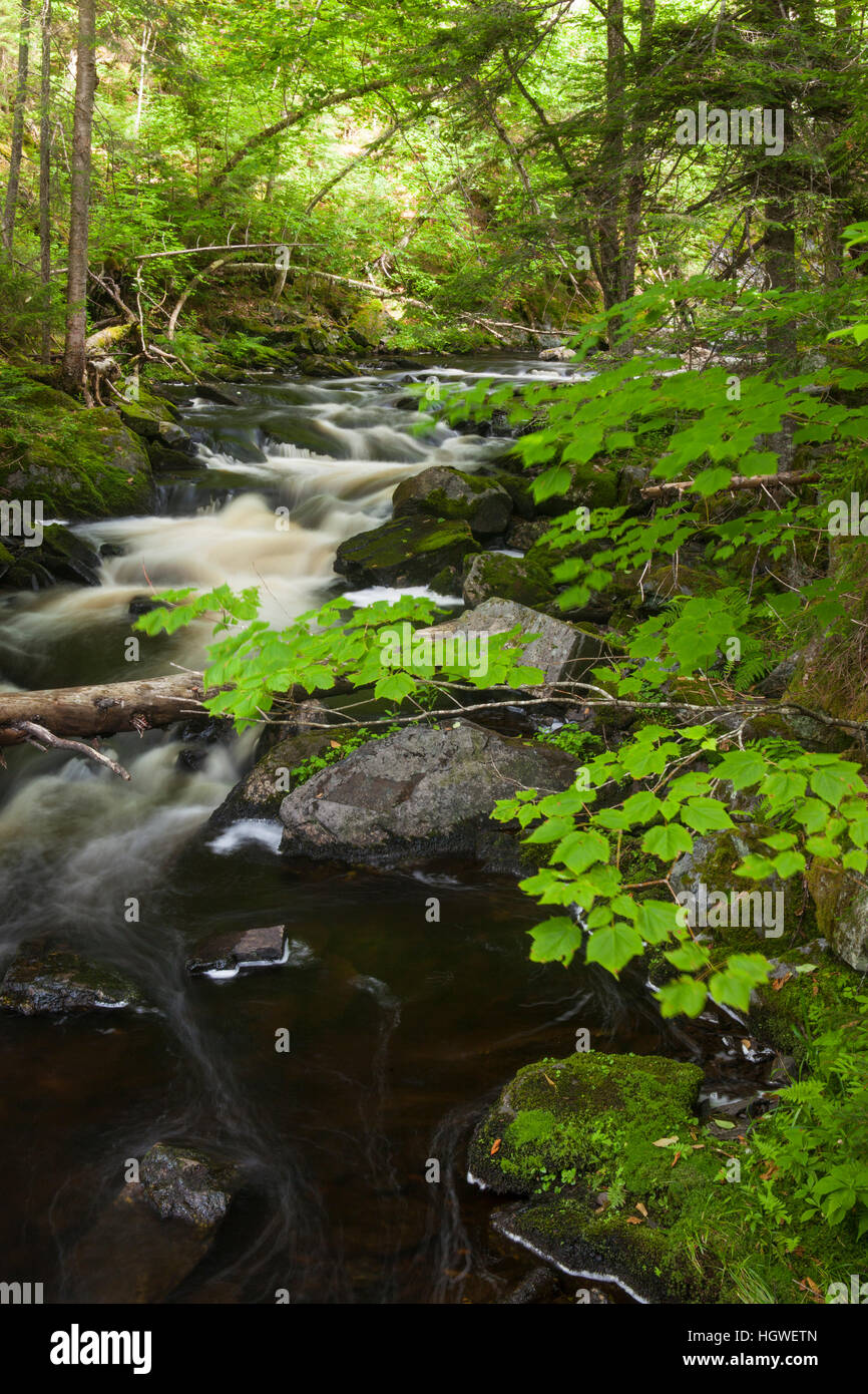 Cold Stream in Maine's Northern Forest. Cold Stream Gorge. Johnson ...