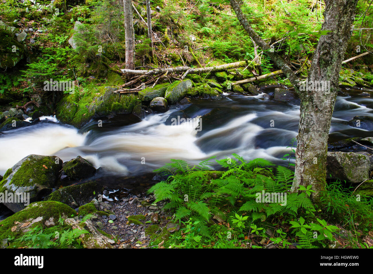 Cold Stream in Maine's Northern Forest. Cold Stream Gorge. Johnson ...