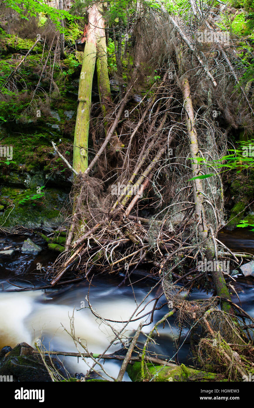 Cold Stream in Maine's Northern Forest. Cold Stream Gorge. Johnson ...