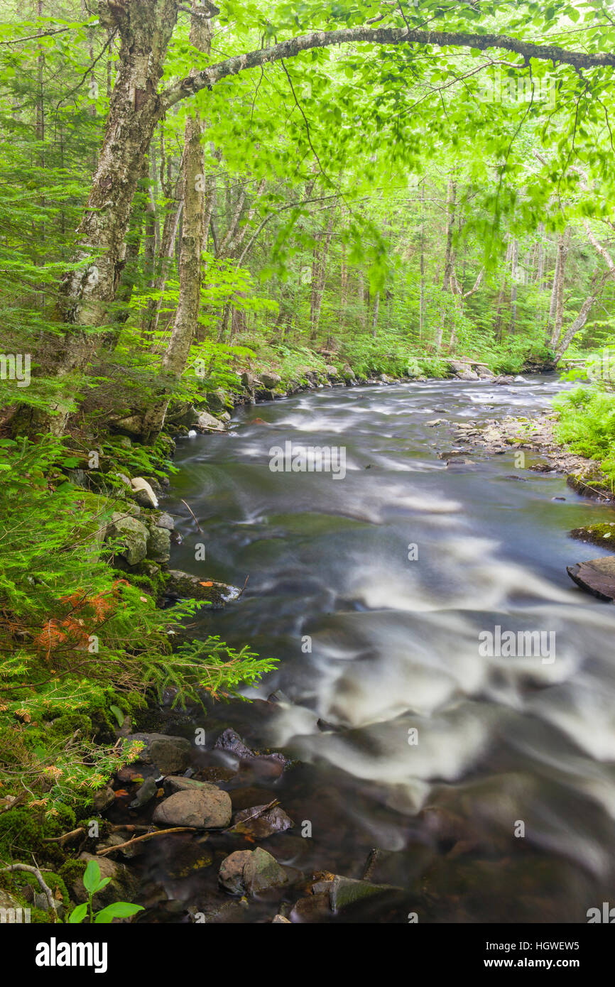 Cold Stream in Maine's Northern Forest. Cold Stream Gorge. Johnson ...